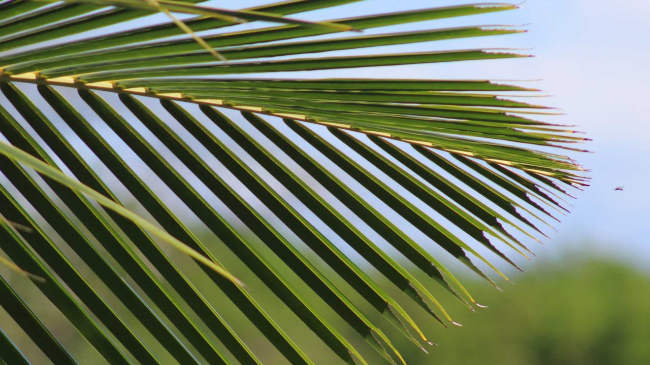 Samoa Employer of Record (EOR) | Rivermate